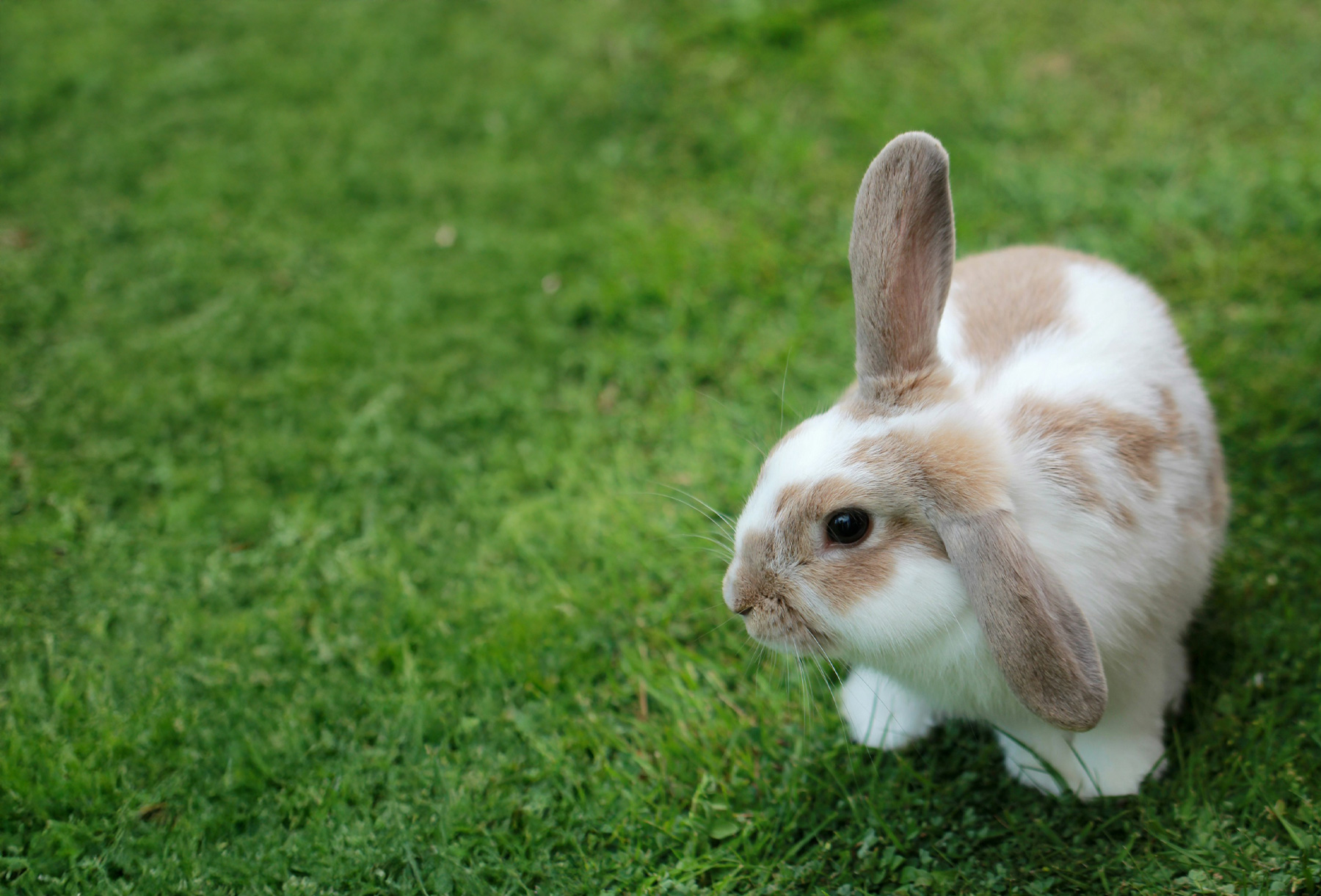 Rabbit Vaccinations - St George Vets