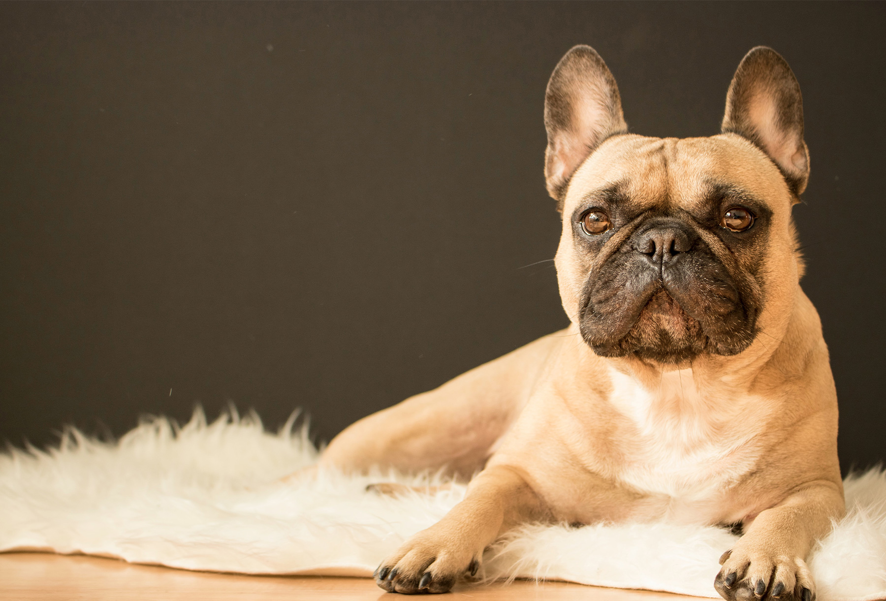 Pet X-rays - St George Vets